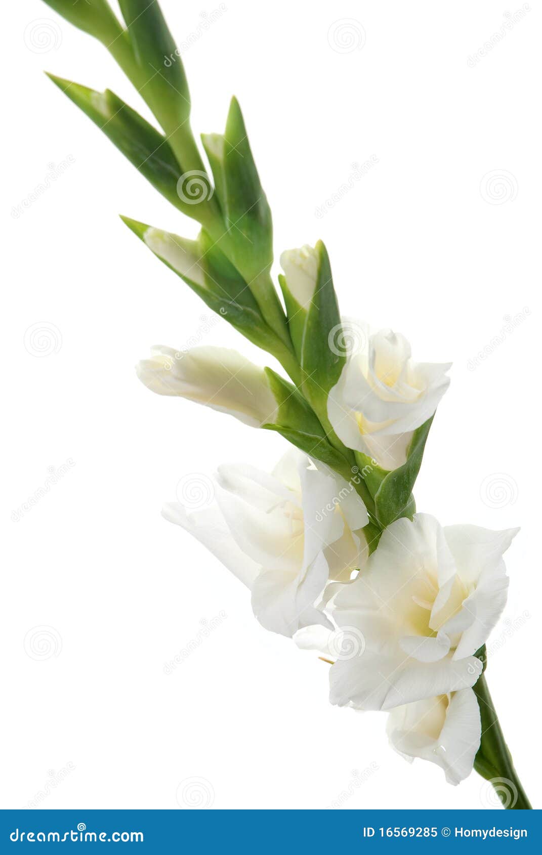 White Gladiolus detail stock image. Image of close, spring - 16569285