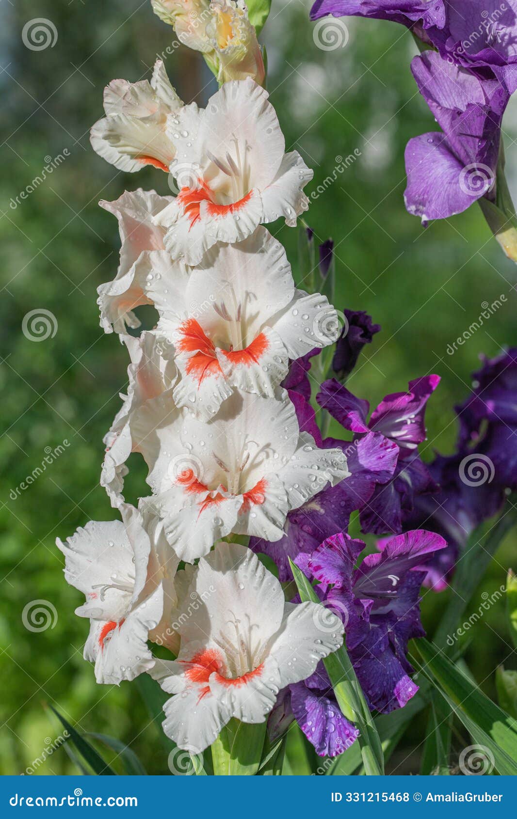 White Gladiolus Flower with Red Center. Stock Photo - Image of redwhite ...