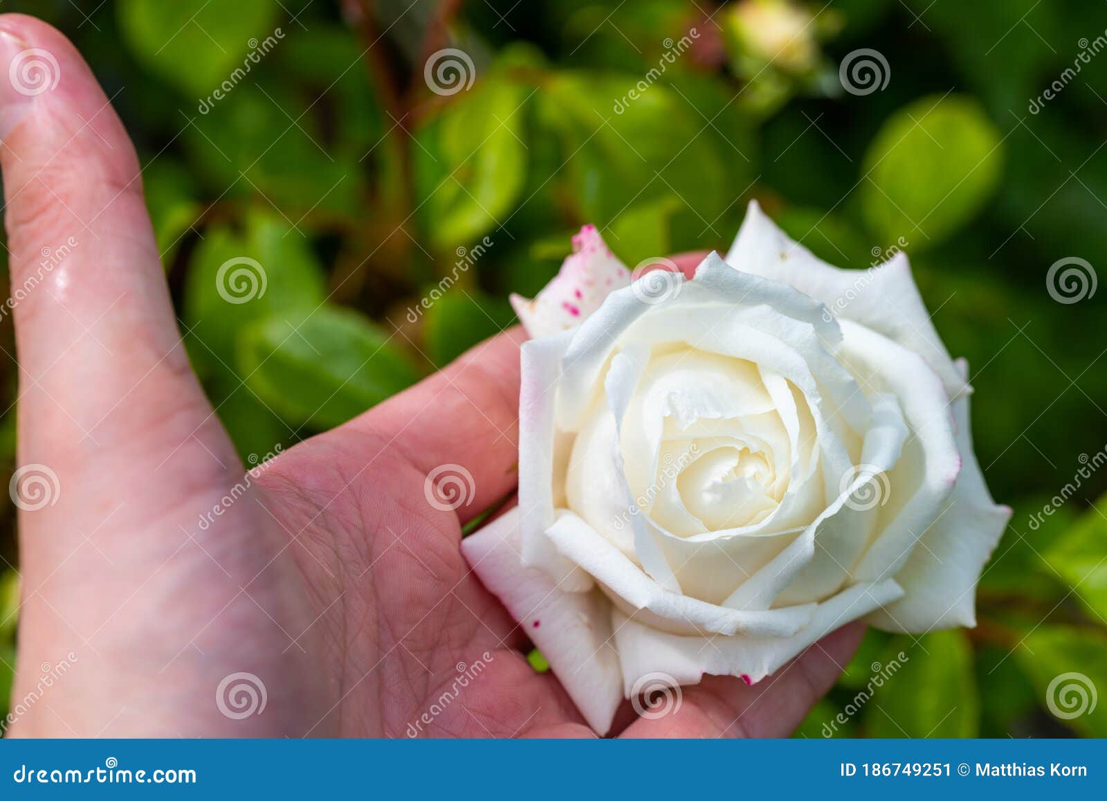 White Glowing Roses Rosales in Bright Sunshine Stock Image - Image of ...