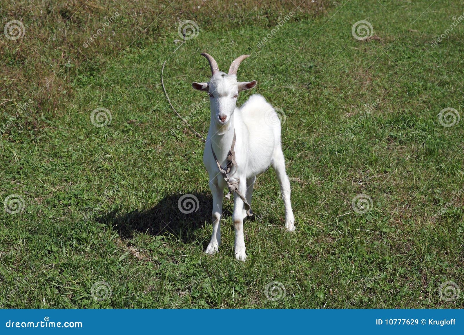 The white goat stock image. Image of white, hoofs, industries - 10777629