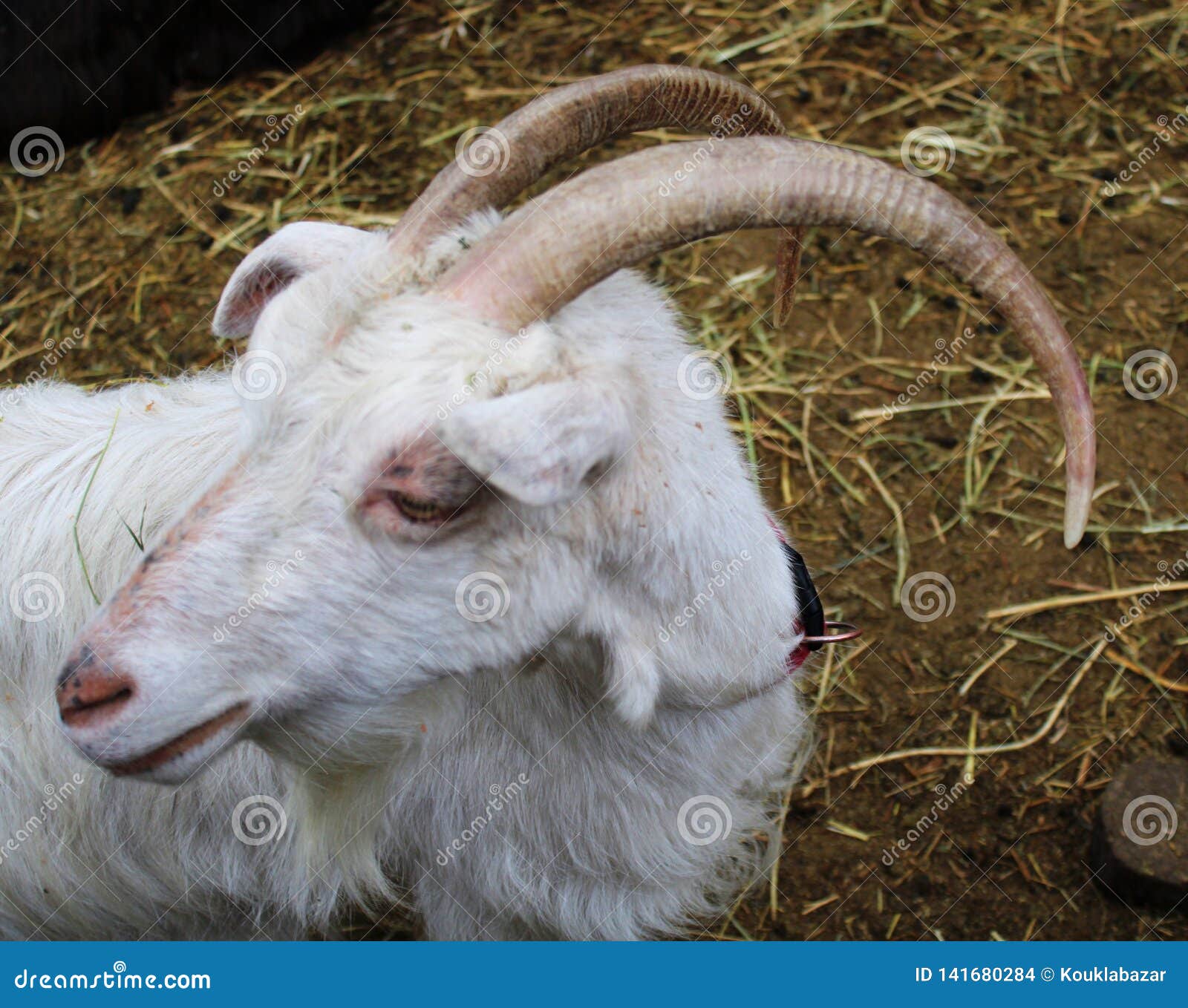 A white goat stock photo. Image of garden, animal, farm - 141680284