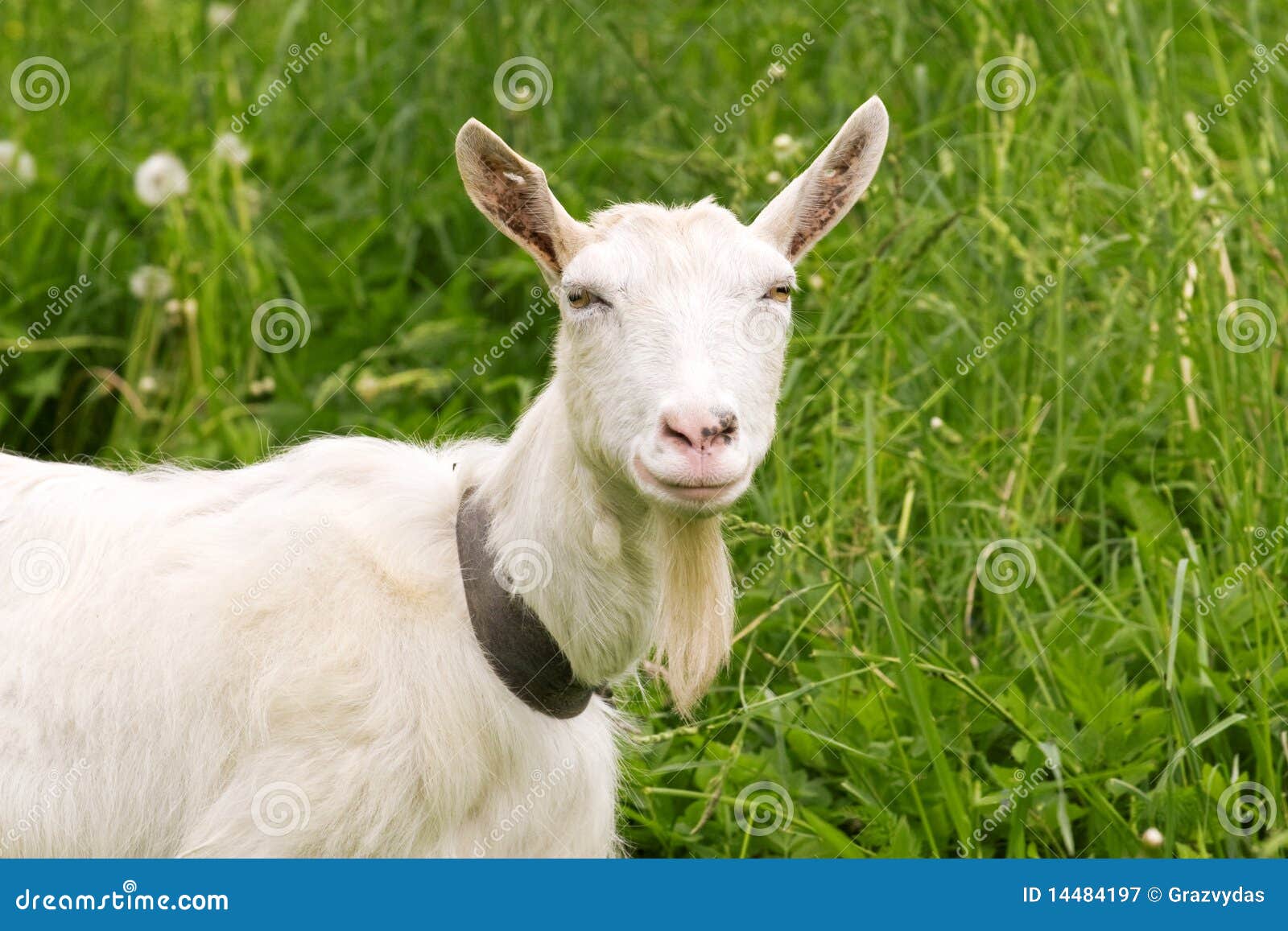 White Goat Royalty Free Stock Photography - Image: 14484197
