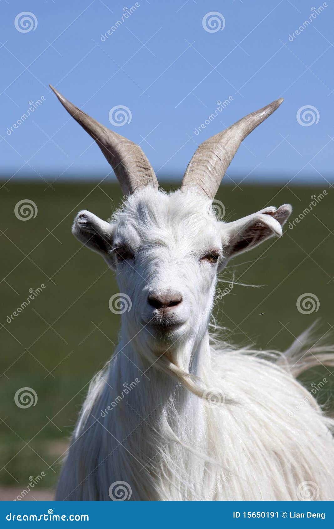 White goat stock image. Image of white, blue, goat, ears - 15650191