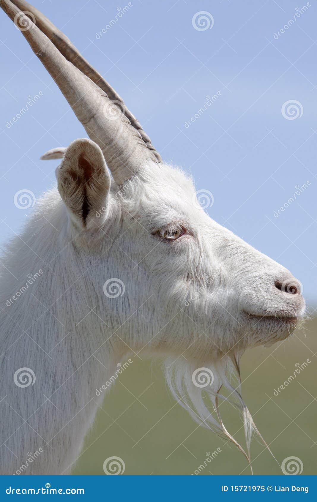 White goat stock image. Image of white, hair, face, outdoor - 15721975