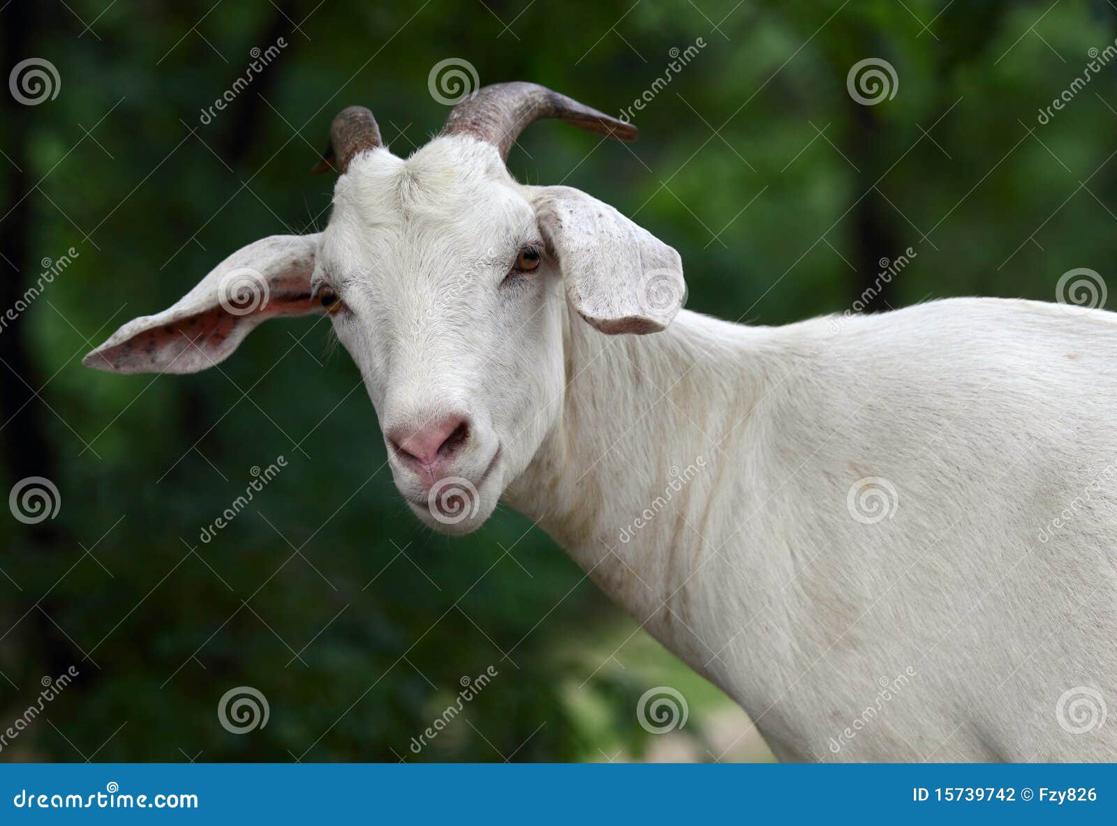 White goat stock photo. Image of nature, domestic, face - 15739742