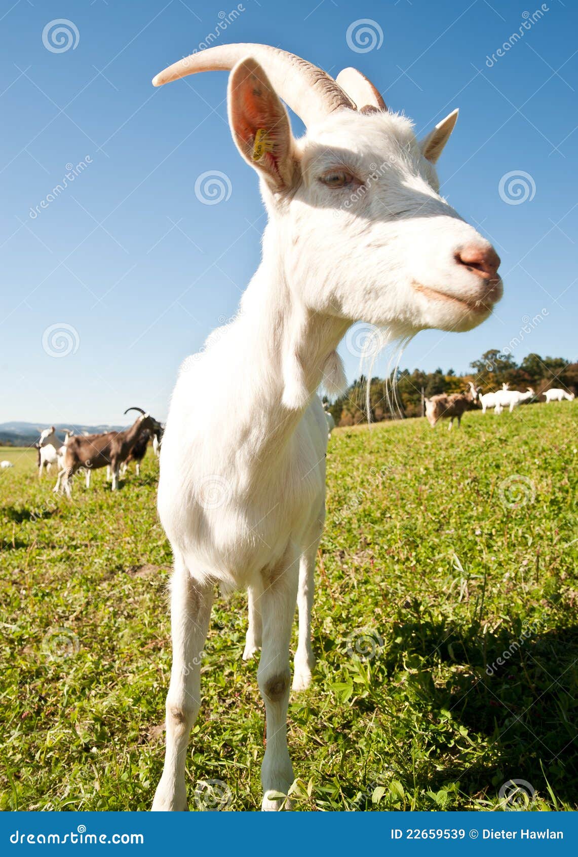White Goat stock image. Image of summer, head, domestic - 22659539