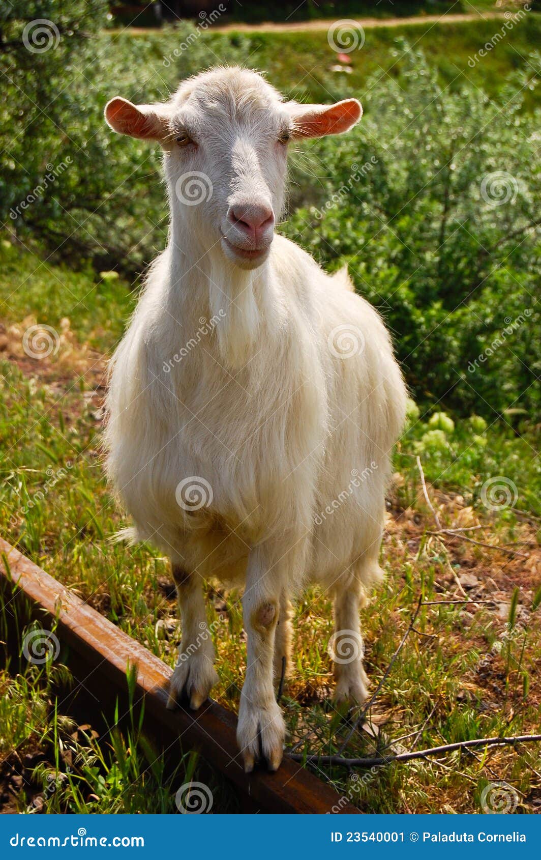 White goat stock image. Image of little, green, front - 23540001