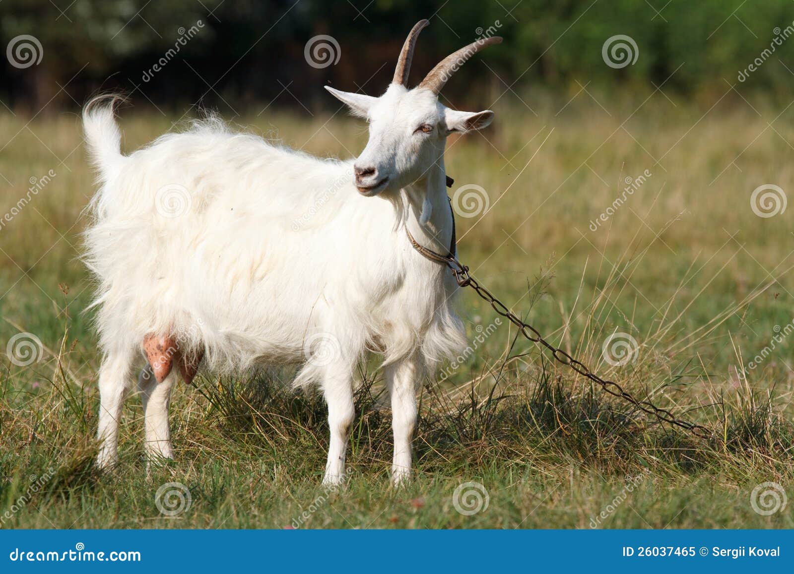 A white goat stock image. Image of horned, color, grazing - 26037465
