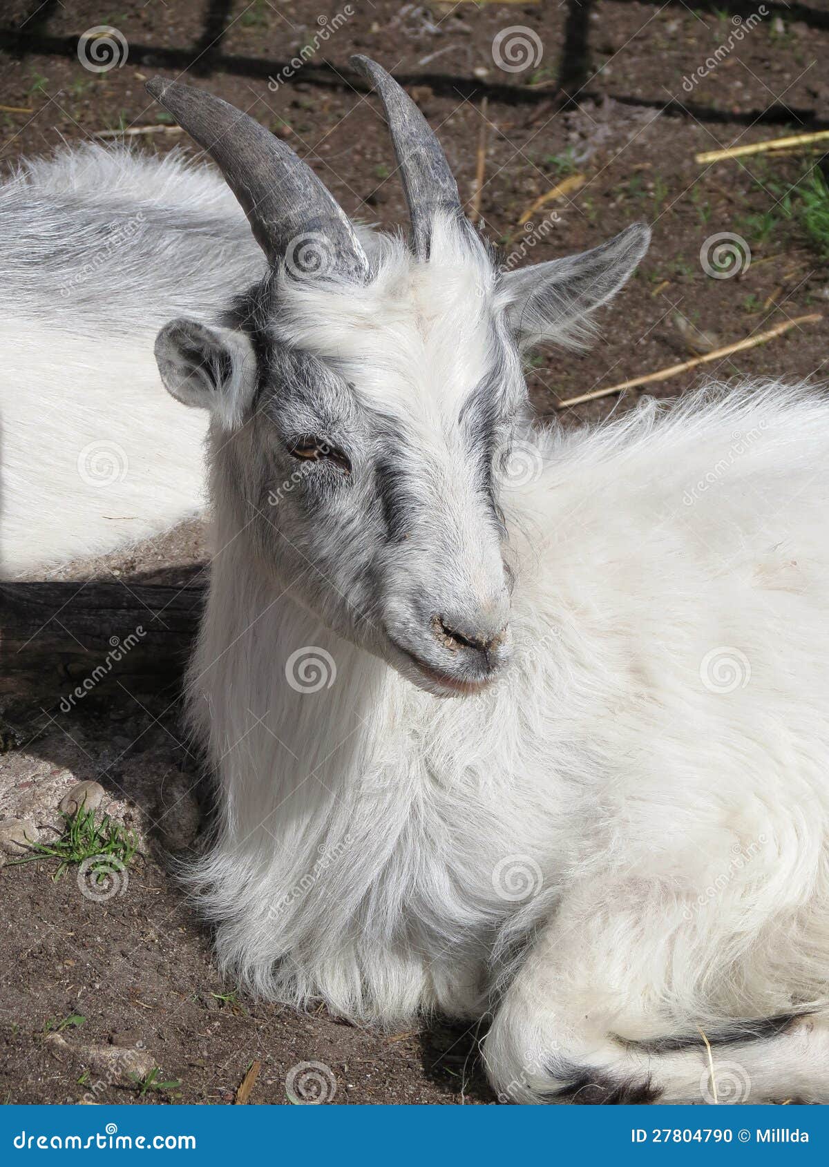 White goat stock photo. Image of horn, closeup, hair - 27804790