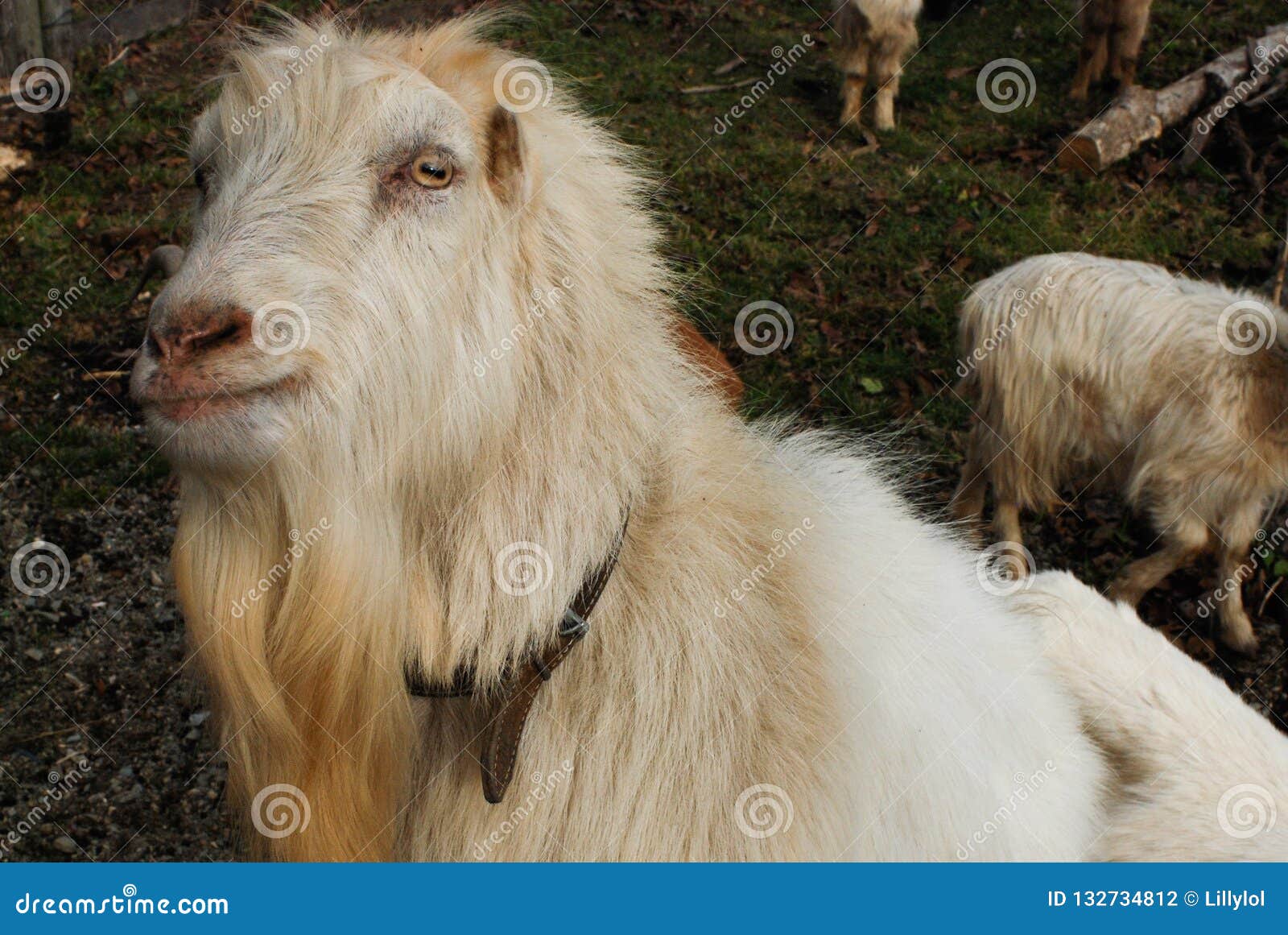 White goat stock photo. Image of animals, white, goat - 132734812