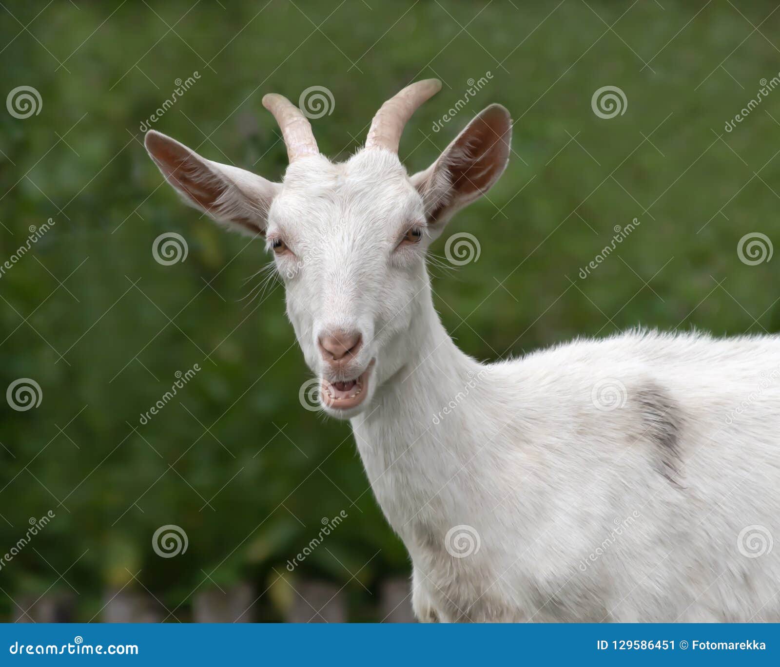 White Goat bloating stock image. Image of brown, black - 129586451