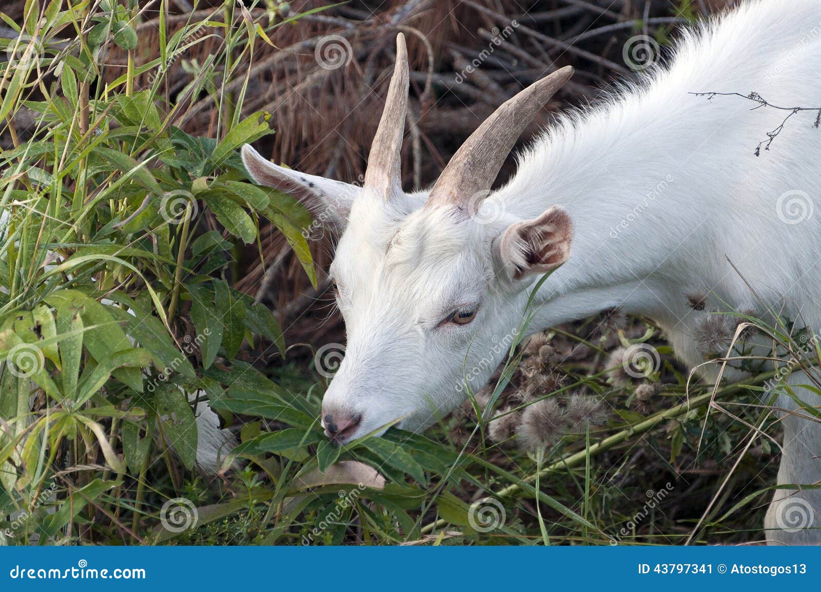 White goat chewing grass stock image. Image of milk, field - 43797341