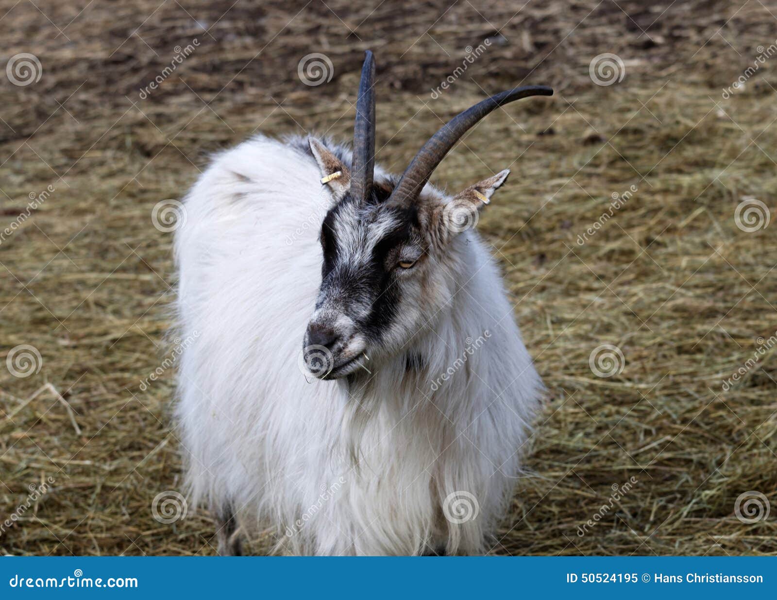 White goat chewing stock image. Image of farm, easter - 50524195