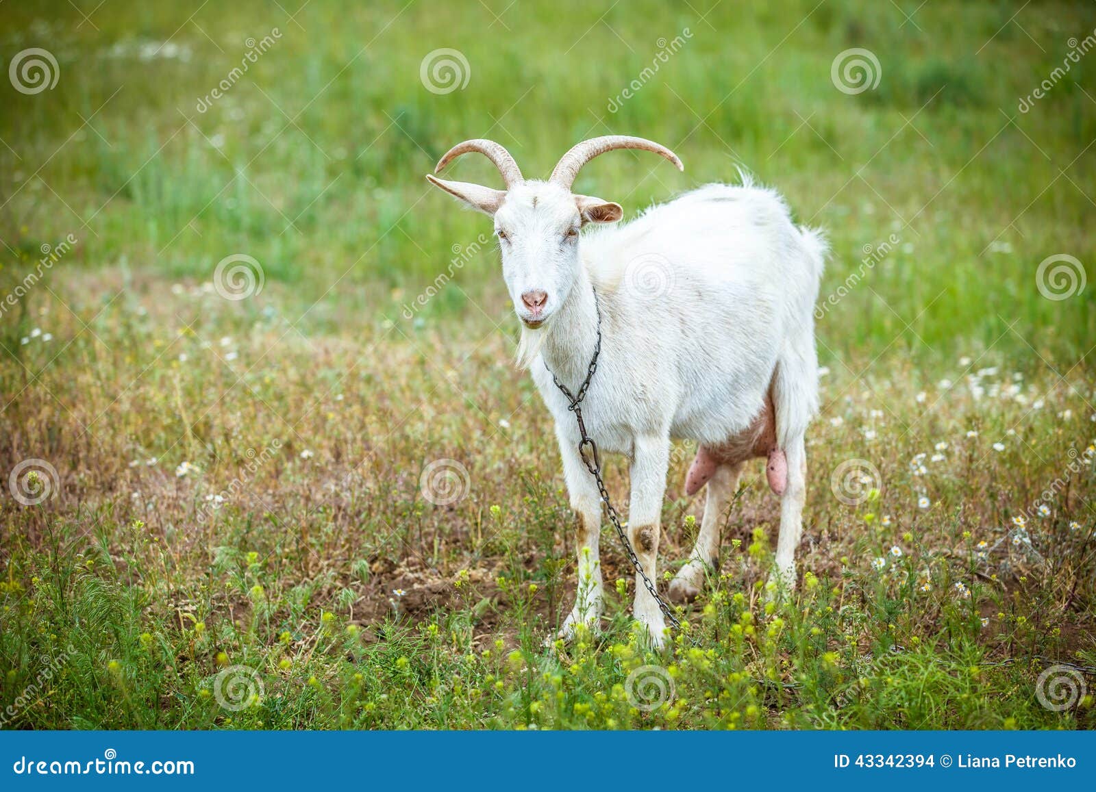 White goat stock photo. Image of white, field, meadow - 43342394