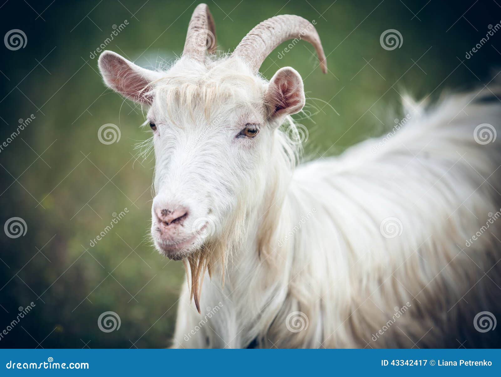 White goat stock image. Image of wild, bovid, hircus - 43342417