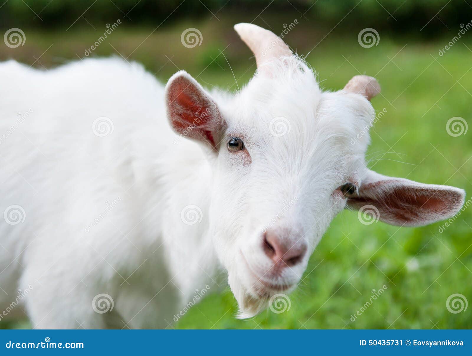 White Goat Portrait Back Light Sun Magical Golden Hour Stock Photo ...