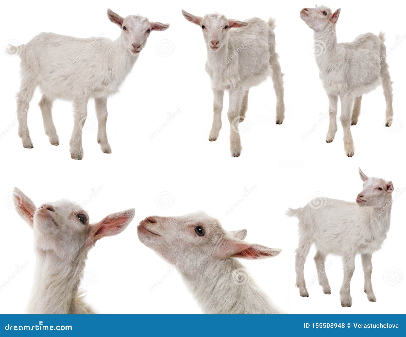 2,455 Goat Collection Photos - Free & Royalty-Free Stock Photos from ...