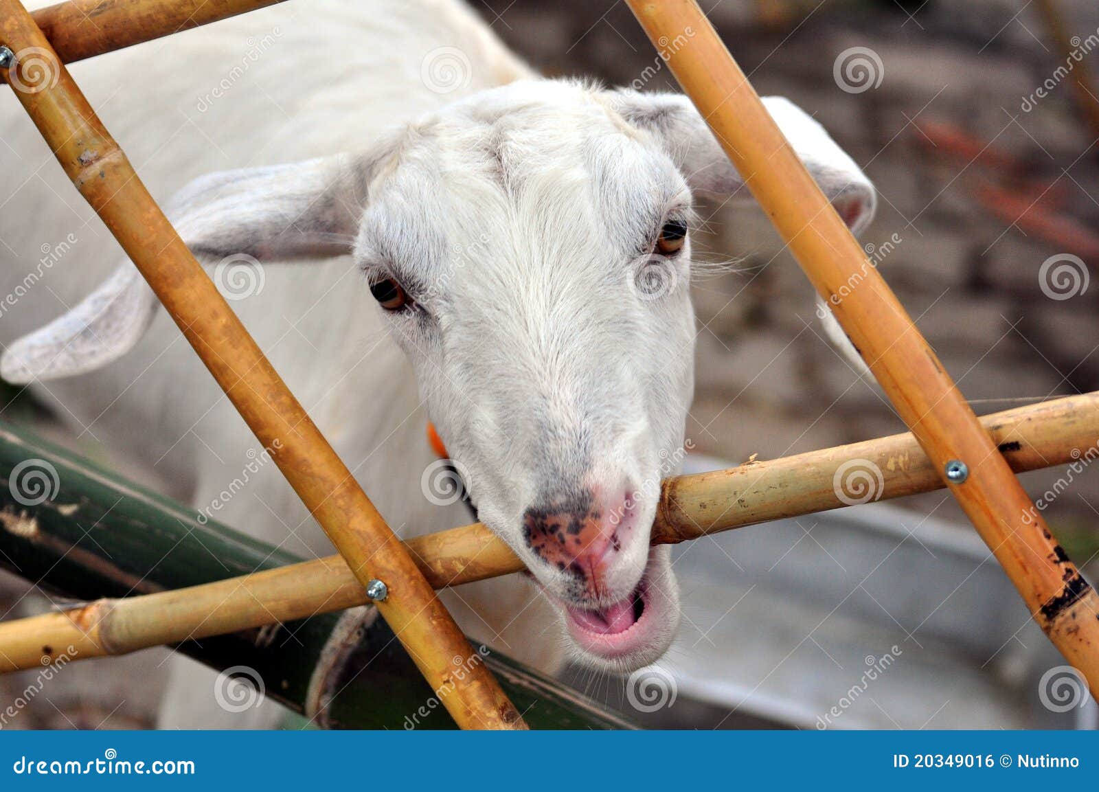 White goat eating stock photo. Image of isolated, hunt - 20349016