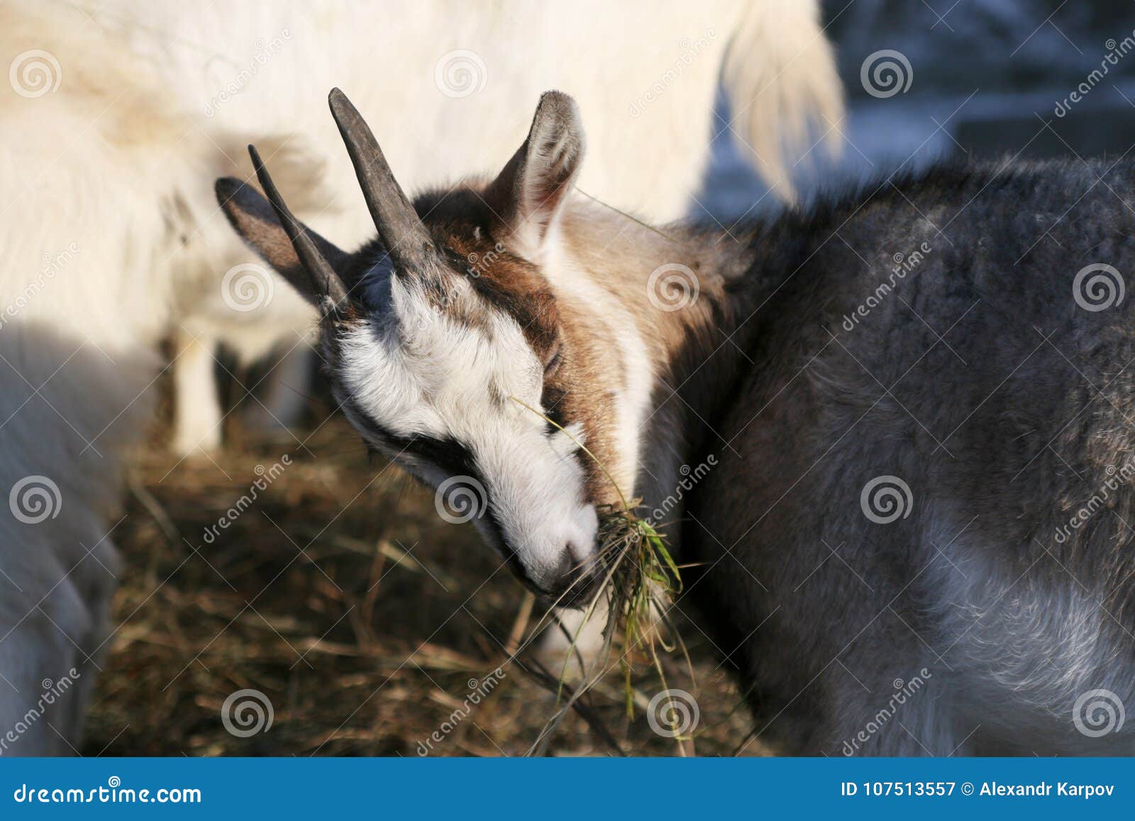 White Goat Eating Hay from the Stack Stock Image - Image of nature ...