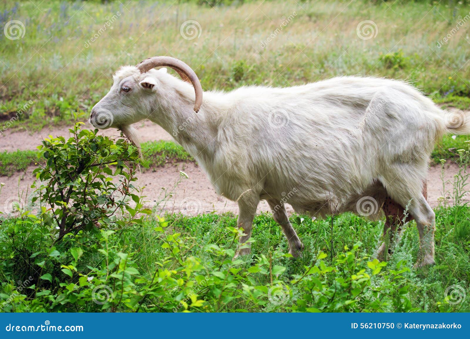 White goat stock photo. Image of county, young, nature - 56210750