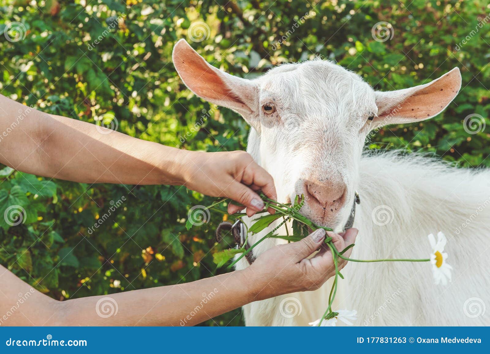 A White Goat Eats a Daisy from the Hands of Its Owner. Selective Focus ...