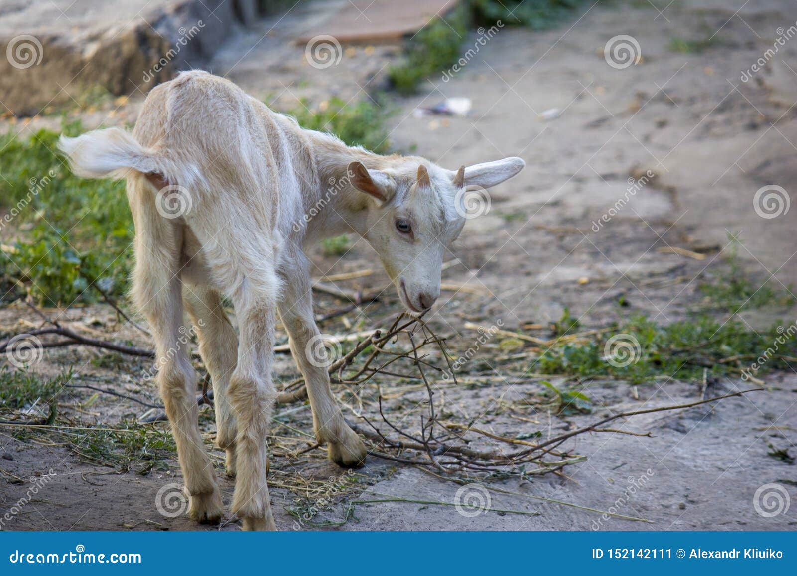 White Goat Eats Leaves on a Branch, Funny Head, Close-up Stock Image ...