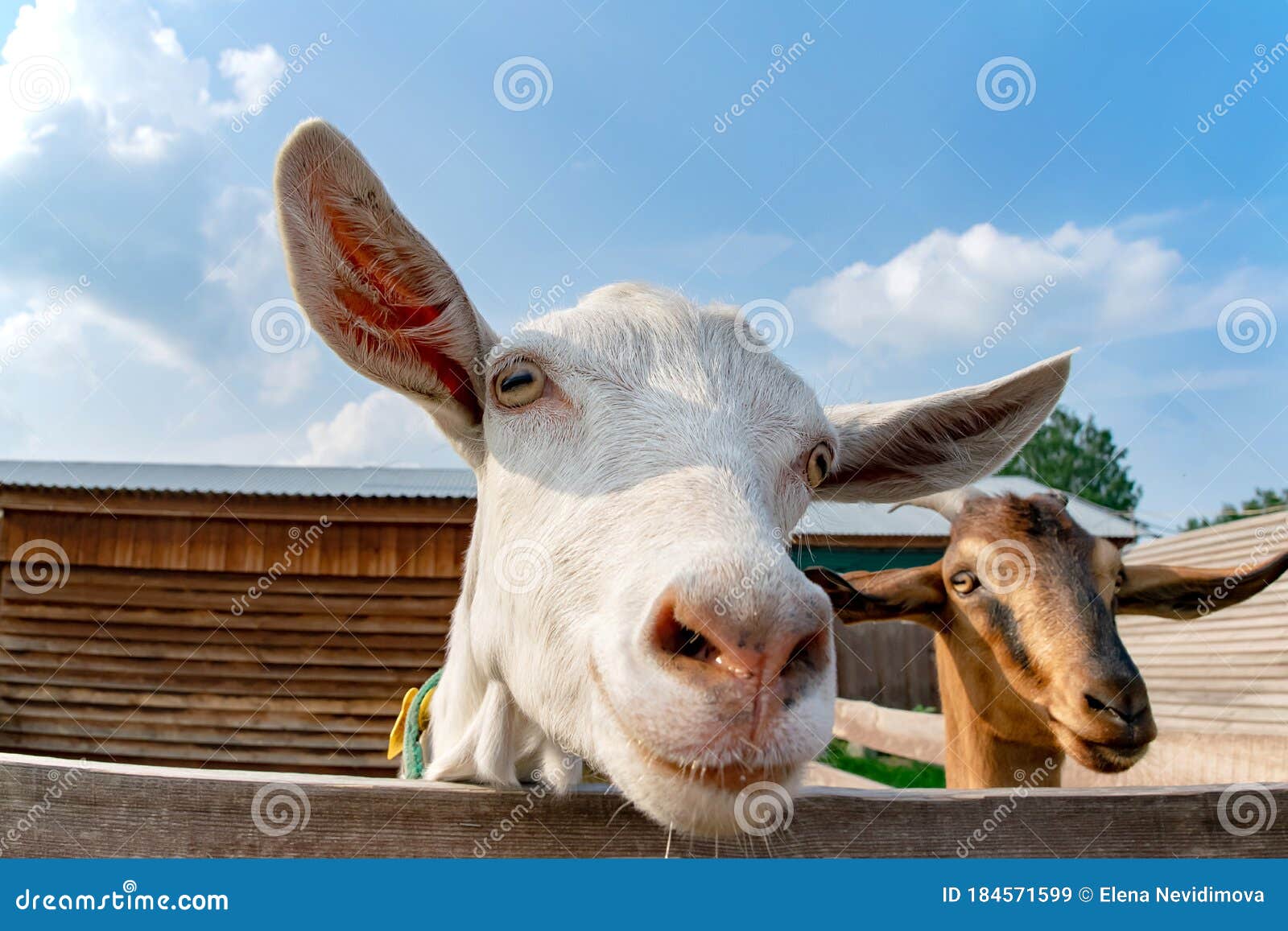 Goat Face Crying Face Green Grass Field At Behind Wall Texture Blur ...