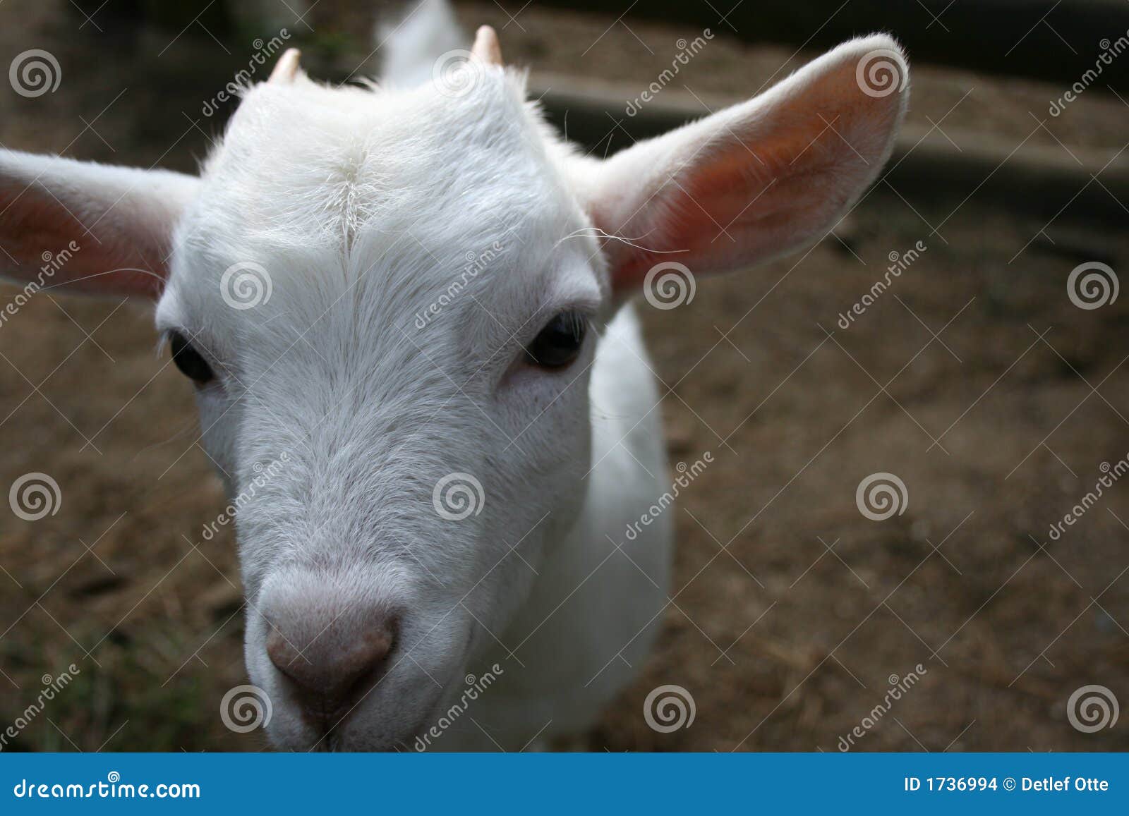 White goat face closeup stock photo. Image of rural, hairy - 1736994