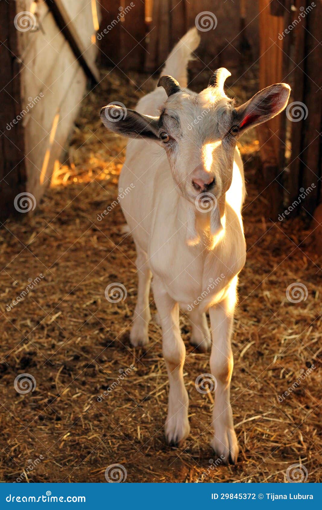 White goat stock photo. Image of delicious, field, farming - 29845372