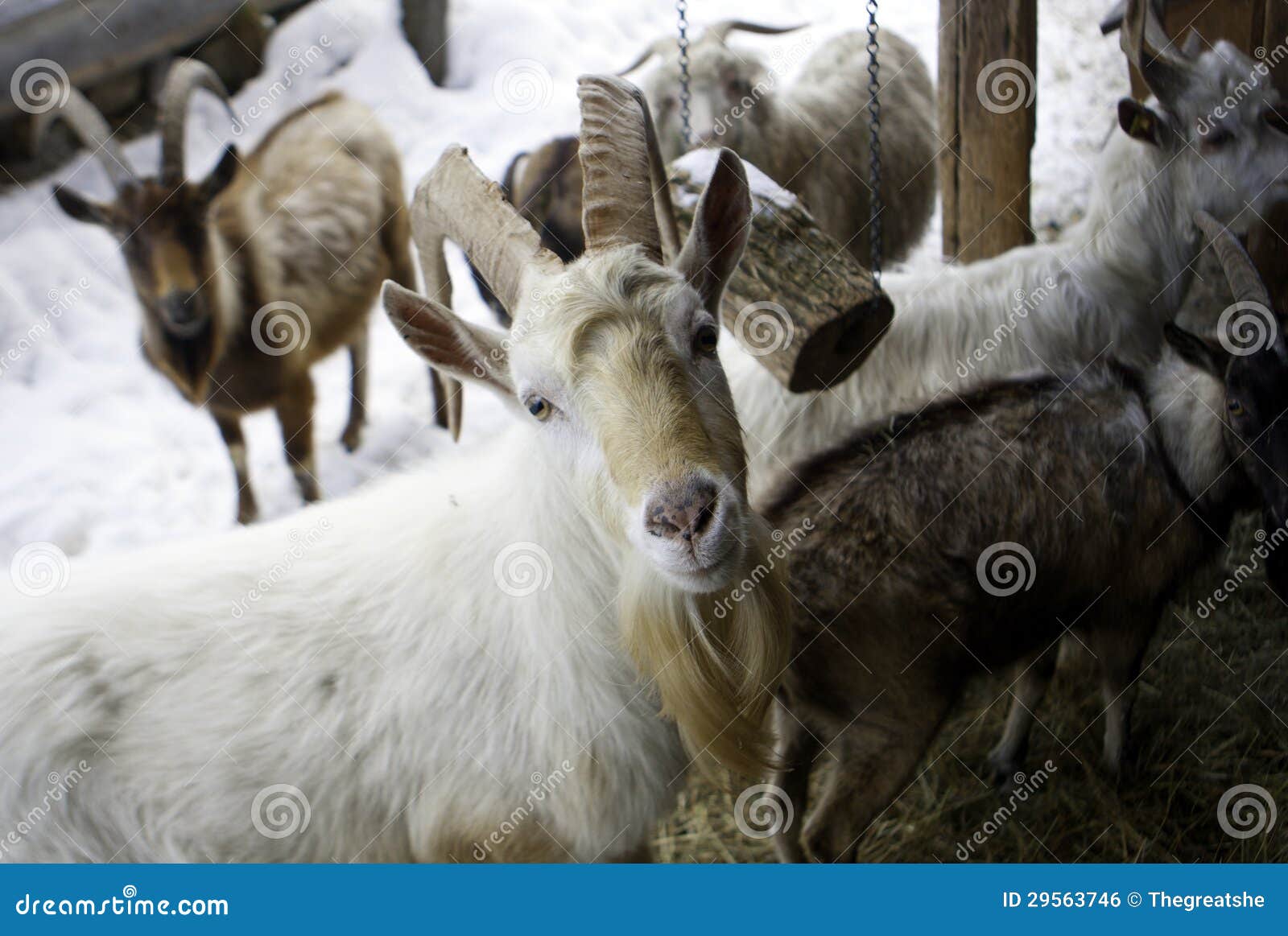 White Goat from Goat Crowd in Farmyard Stock Photo - Image of domestic ...