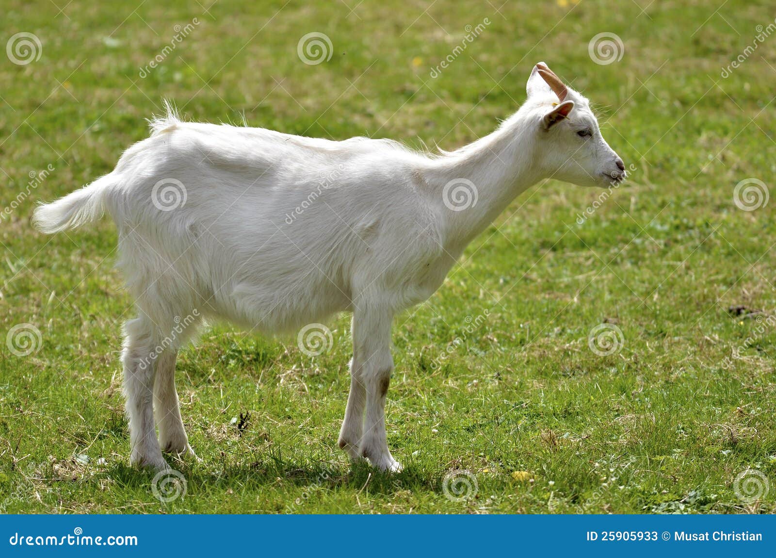 White goat on grass stock image. Image of capra, animal - 25905933