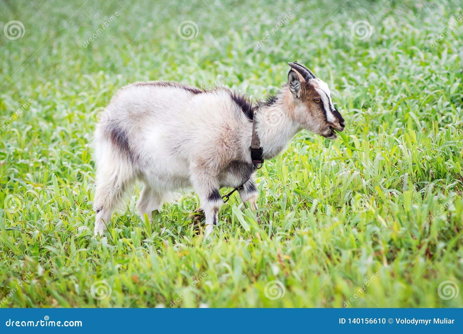 White Goat Graze on Green Fresh Grass_ Stock Photo - Image of nature ...
