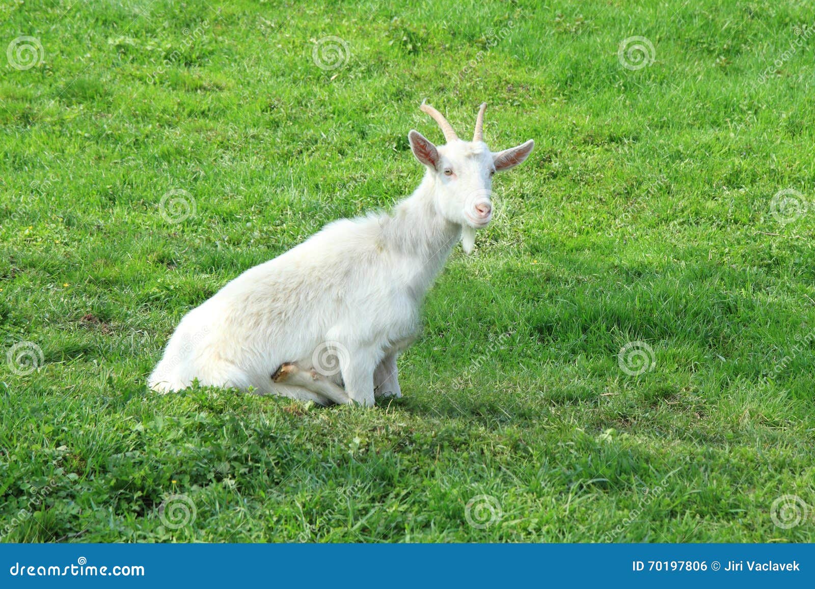 White Goat in the Green Grass Stock Photo - Image of baby, young: 70197806