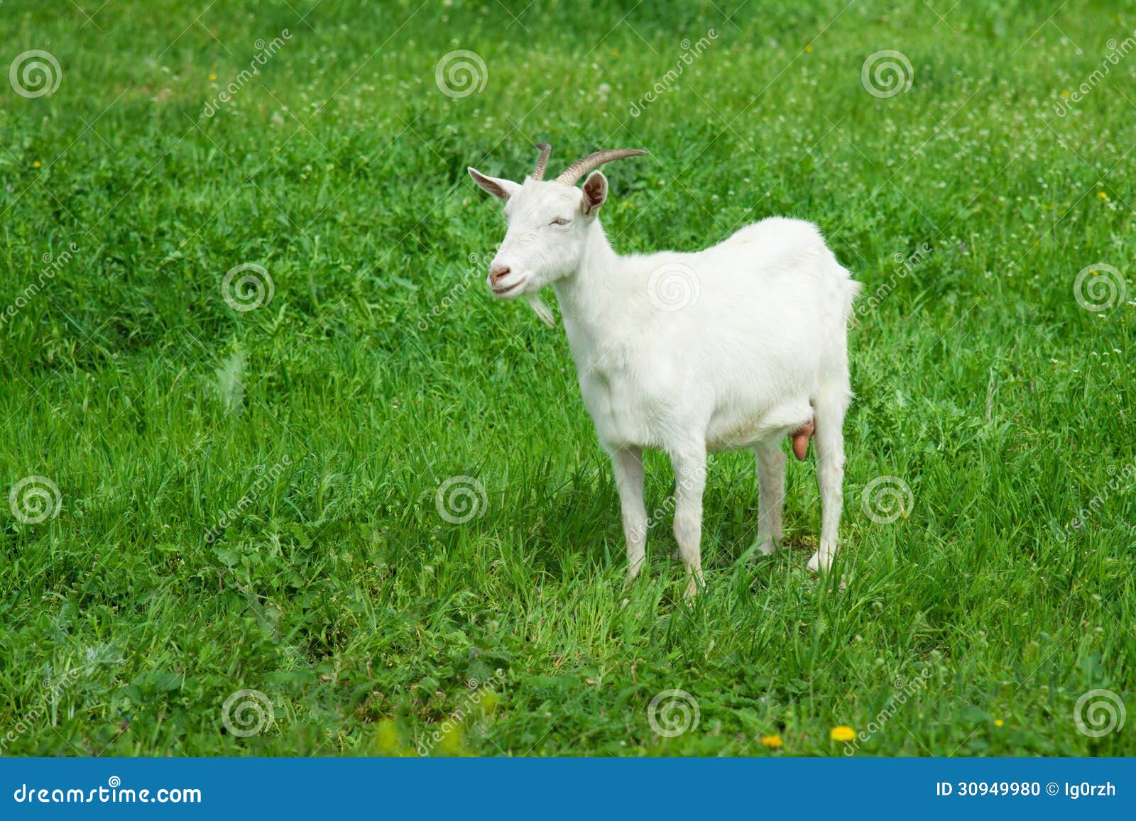 The White Goat And Brown Goat Royalty-Free Stock Photography ...