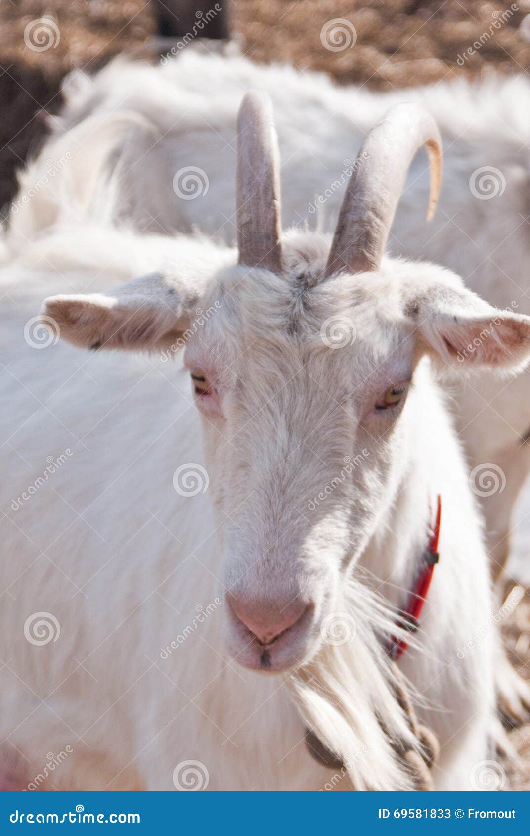 White goat stock image. Image of ranch, domestic, goat - 69581833