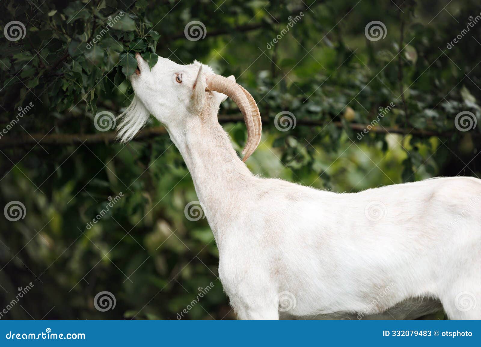 White Goat with Horns Eating Leaves from a Tree Outdoors in Summer ...