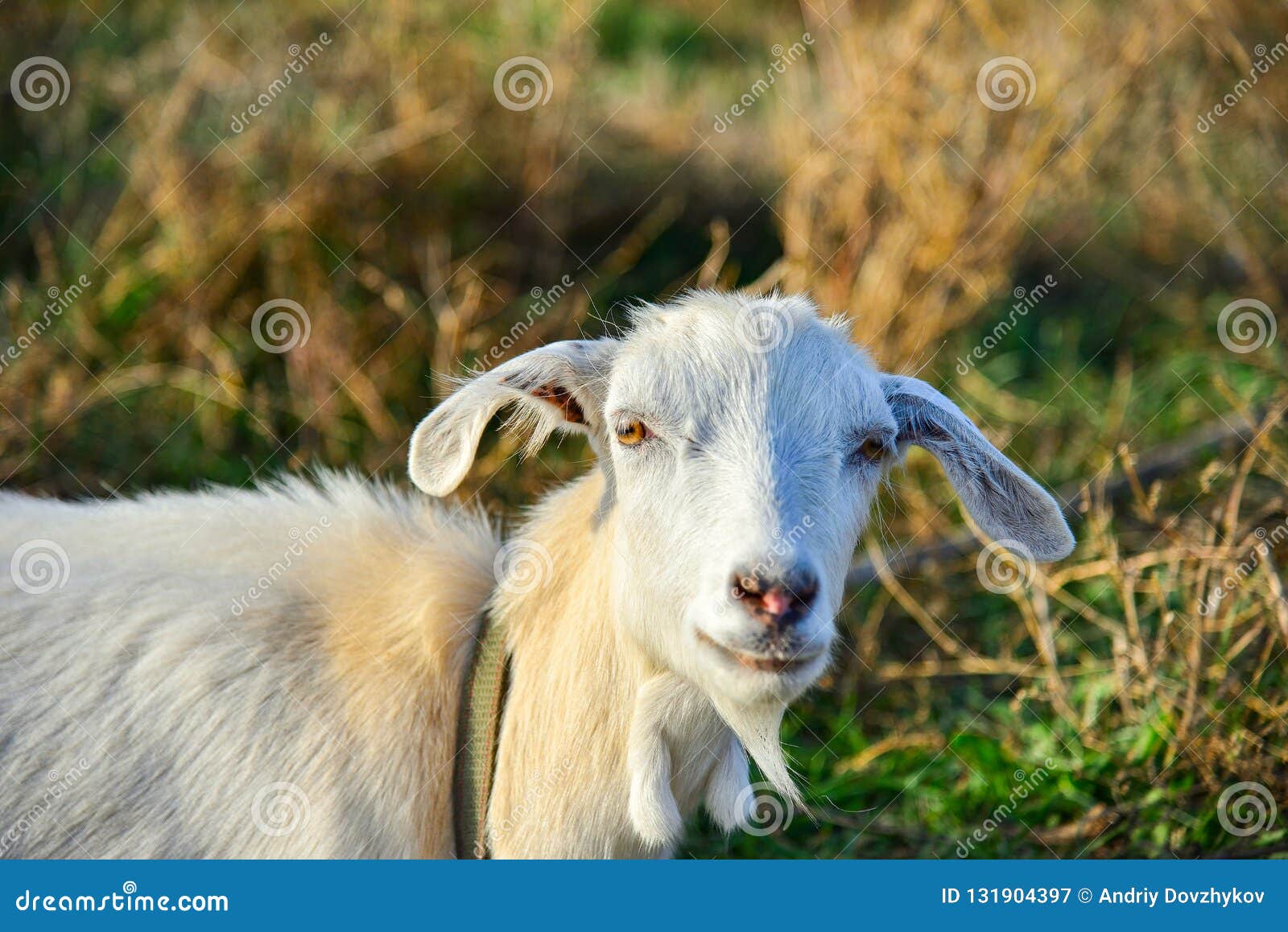 A White Goat with Long Ears Looks into the Camera on the Grass Stock ...