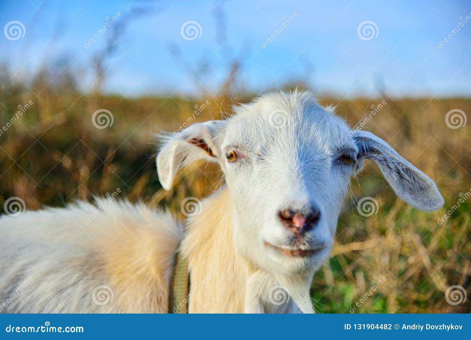 A White Goat with Long Ears Looks into the Camera on the Grass Stock ...