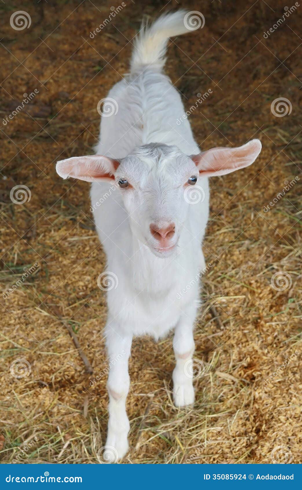 A white goat stock photo. Image of high, malaysia, head - 35085924