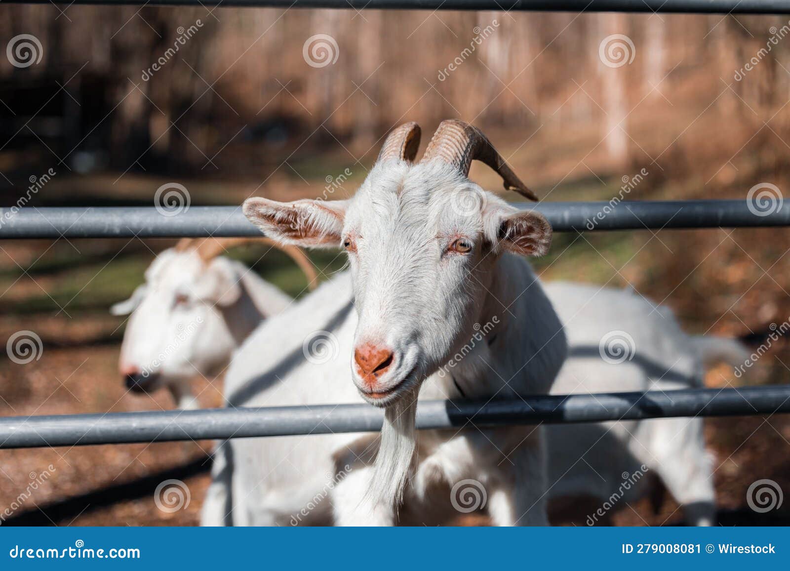 White Goat Looking through Bars of Gate Stock Image - Image of goat ...