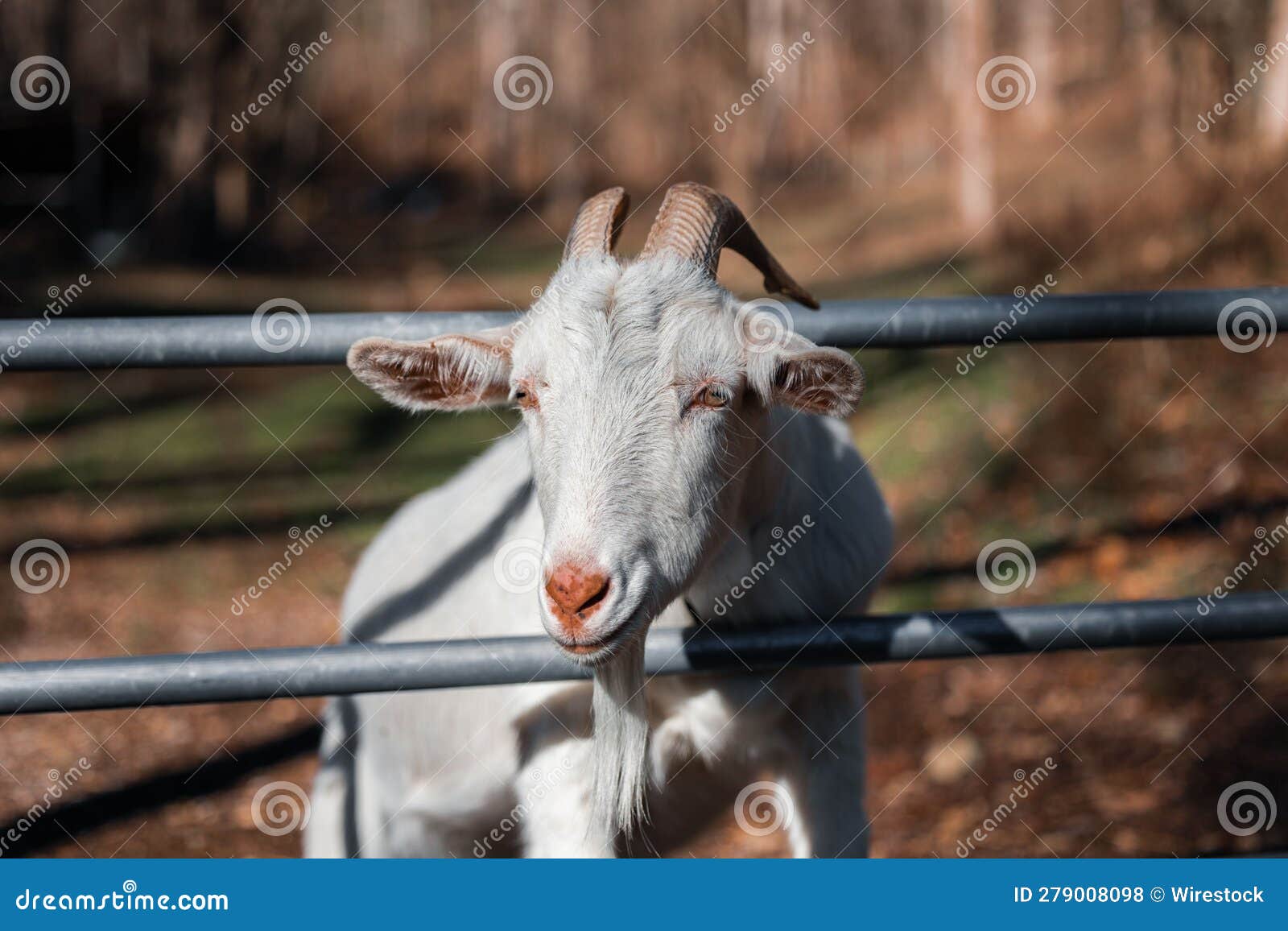 White Goat Looking through Bars of Gate Stock Photo - Image of wildlife ...