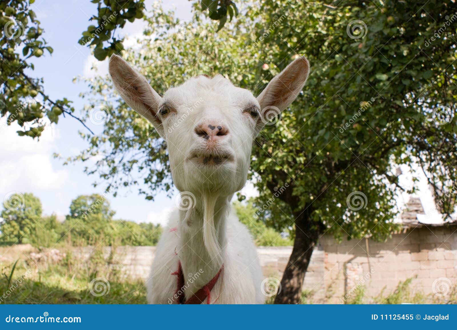 White Goat Looking at Camera Stock Image - Image of portrait, farm ...