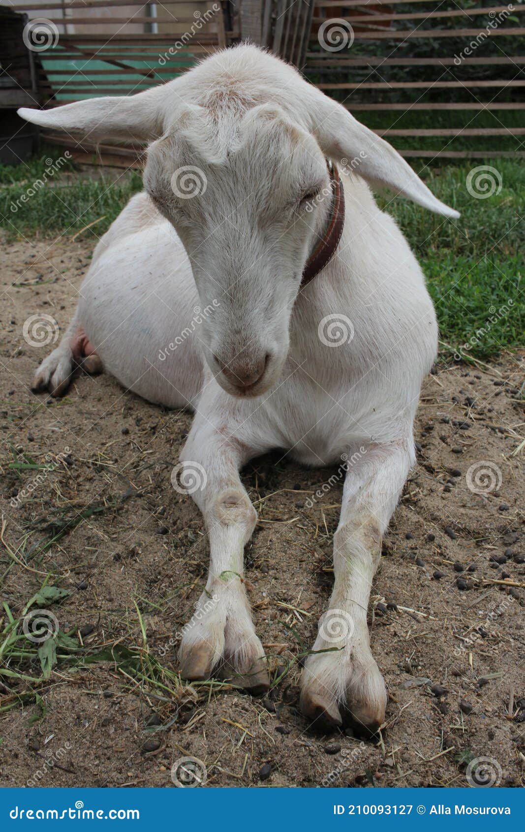 White Goat Lying on the Grass Sad Sleeping Sick Animal Stock Image ...