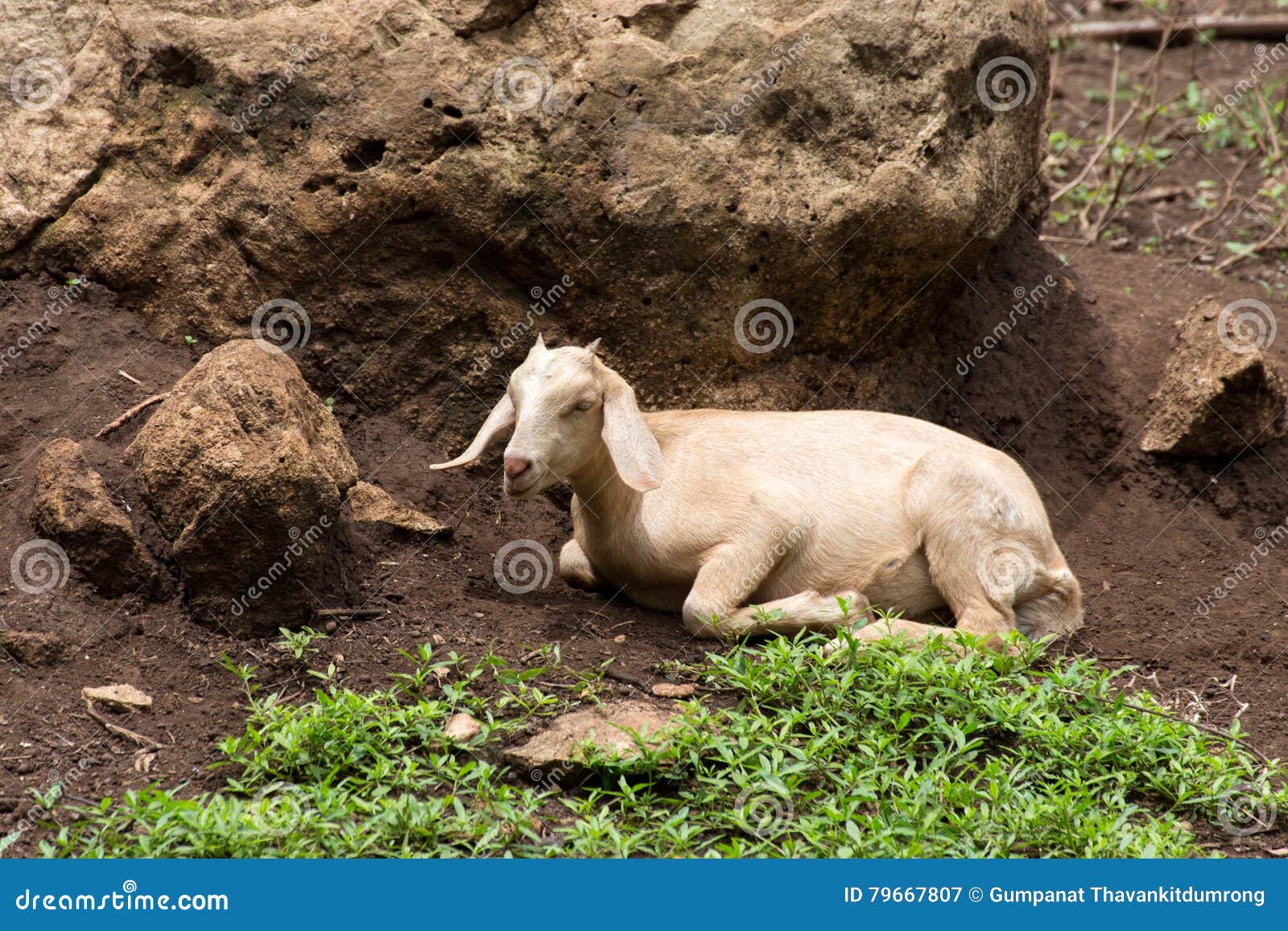 White Goat Lying on the Ground. Stock Image - Image of nature, pastoral ...