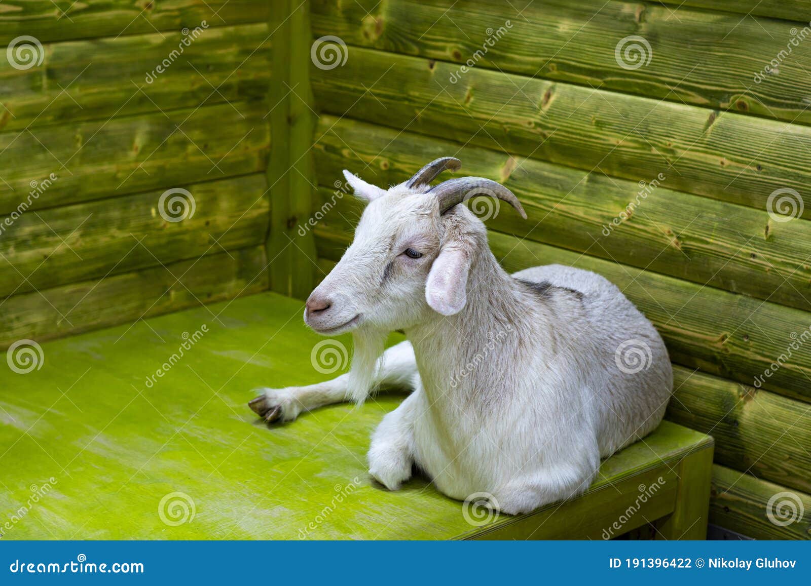 White Goat Lying on Mat. Front Top View. Farm Stock Photo - Image of ...