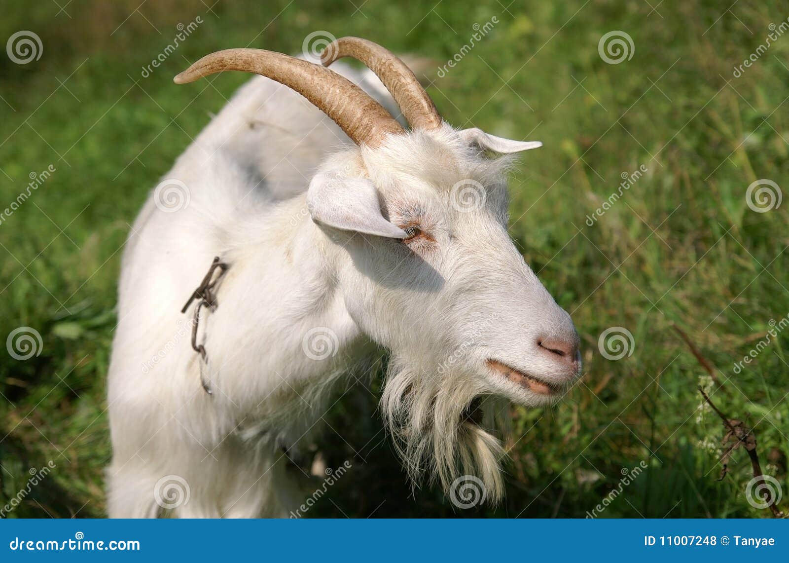 White goat on a meadow stock photo. Image of woollen - 11007248