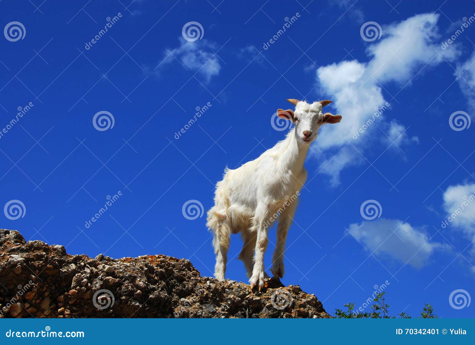 White goat over blue sky stock image. Image of livestock - 70342401