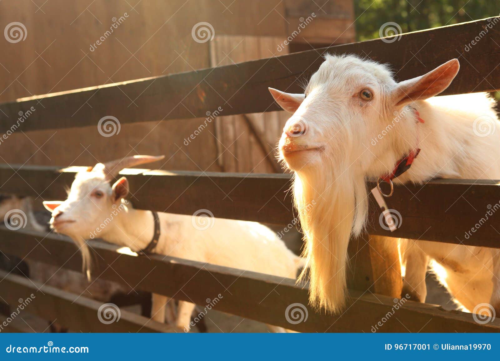 White goat in paddock stock image. Image of field, agricultural - 96717001
