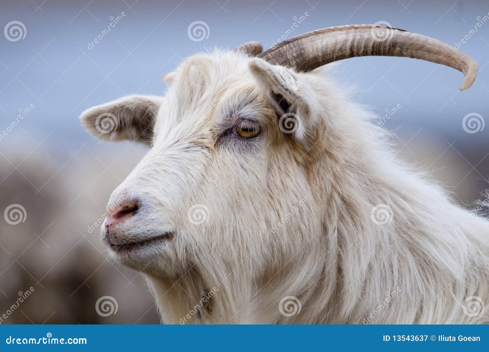 White Goat Portrait stock image. Image of wildlife, goat - 13543637