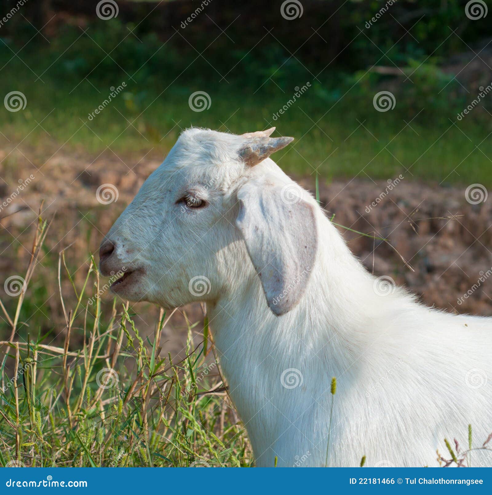 White goat portrait stock photo. Image of cute, food - 22181466